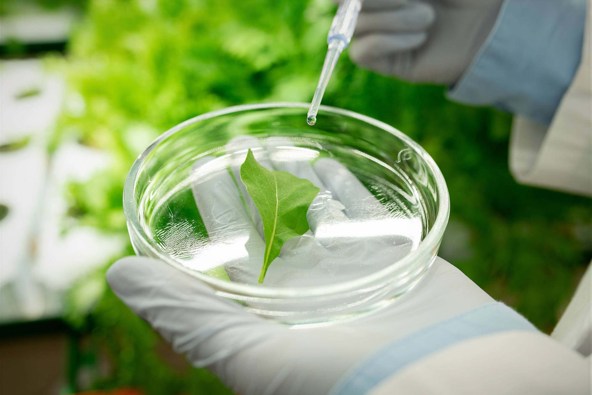 A closer look at the wonders of Botanical Plant Molecules - Aplantex